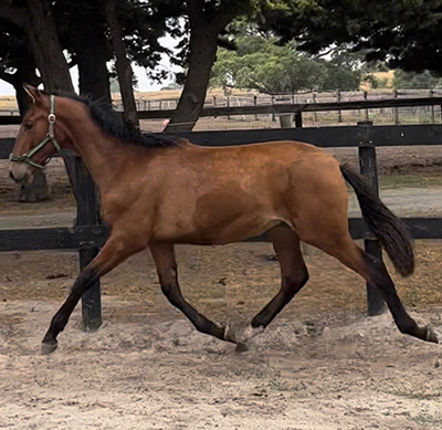 Danson Dressage Sold