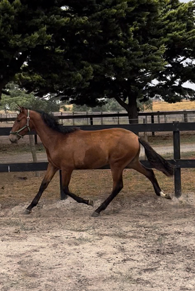 Danson Dressage Sold