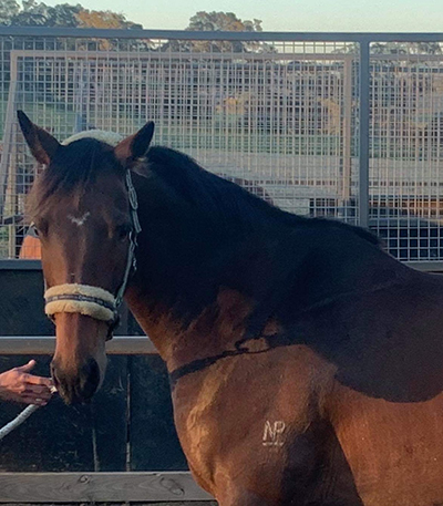 Danson Dressage Sales