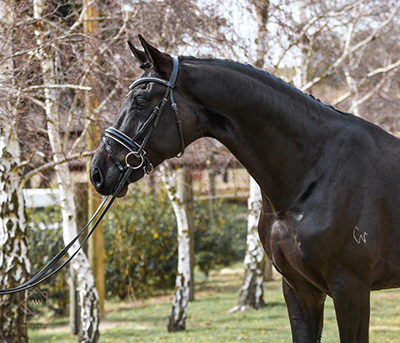 Danson Dressage Stallions